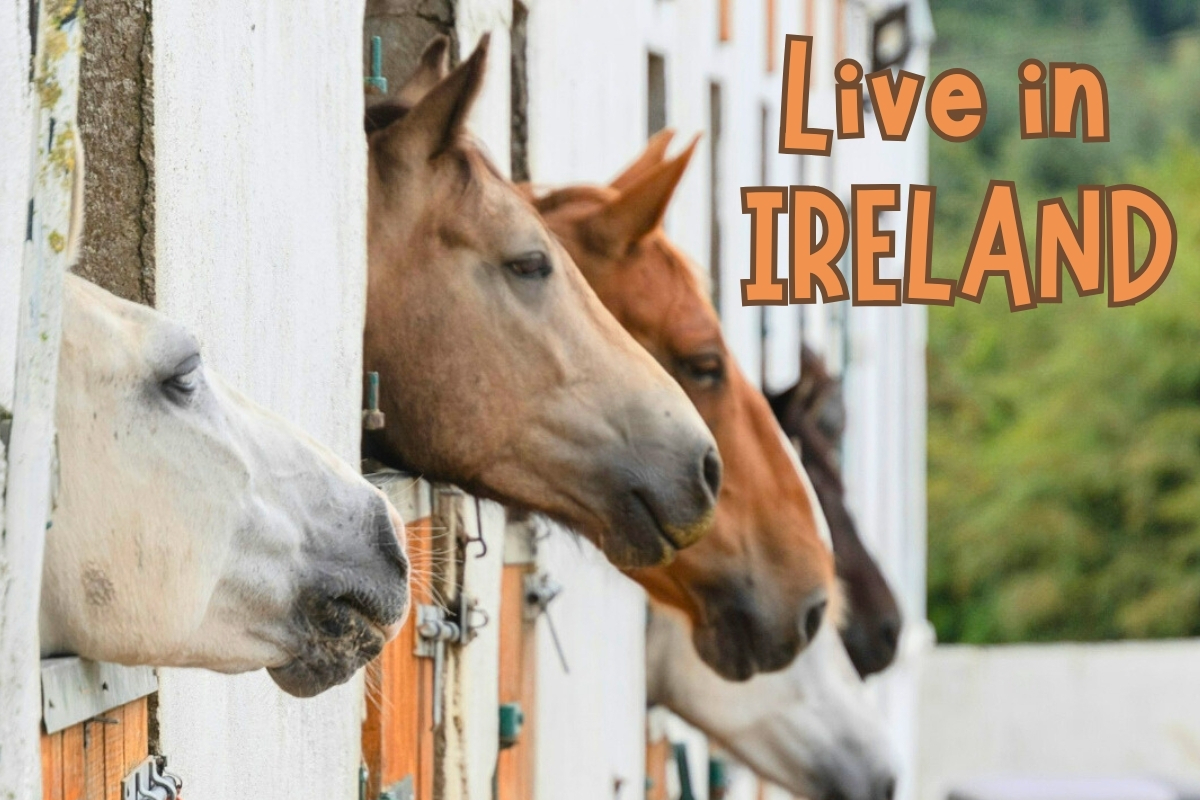 Live in Ireland: Help on a Traditional Smallholding